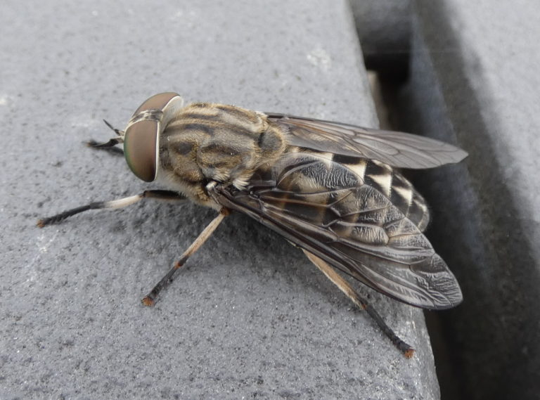 Pferdebremse | Natur in Dortmund